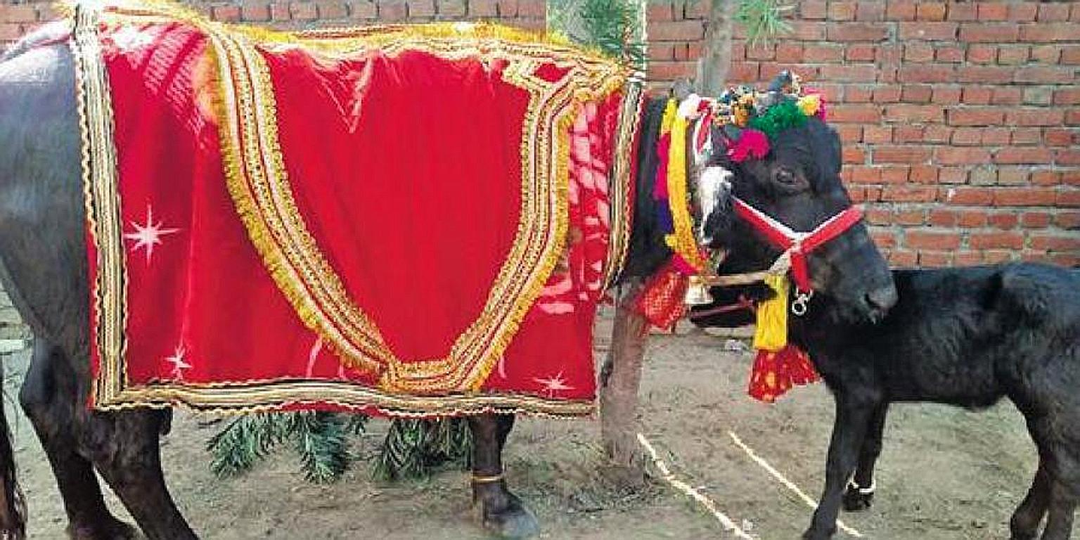 Wrestlers get buffalo worth Rs1.5 lakh as top prize Sports News - Tabla