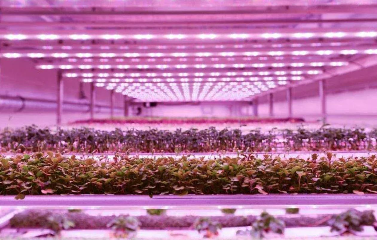 பல அடுக்கு காய்கறித் தோட்டம்; 500 டன் அளவுக்கு விளைச்சல், சிங்க‌ப்பூர் ...