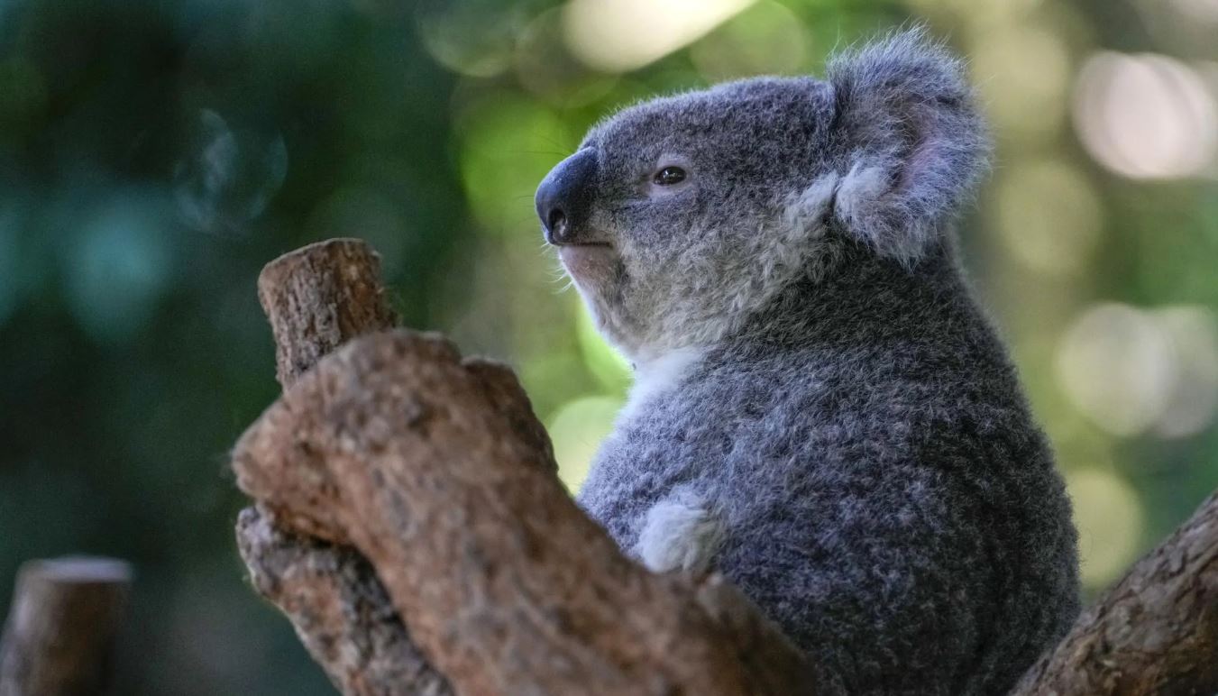 பாலியல் நோயில் இருந்து தப்பிக்க கோலா கரடிகளுக்குத் தடுப்பூசி , உல‌க‌ம் ...