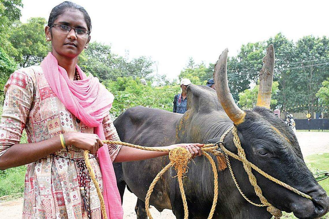 ஜல்லிக்கட்டில் காளையை இறக்கும் இளம்பெண், தமிழ்நாடு செய்திகள் - தமிழ் ...