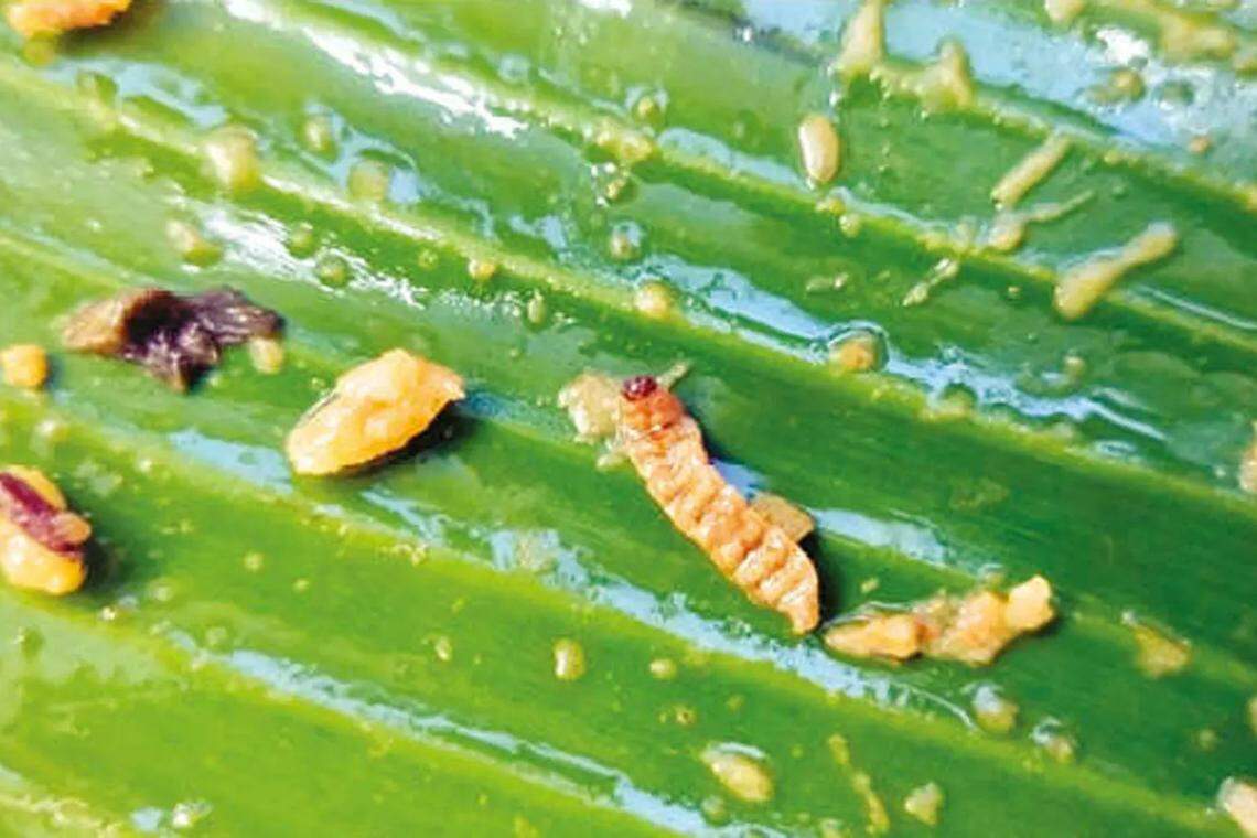 பிரியாணியில் புழு; உணவகத்திற்கு அபராதம், தமிழ்நாடு செய்திகள் - தமிழ் ...