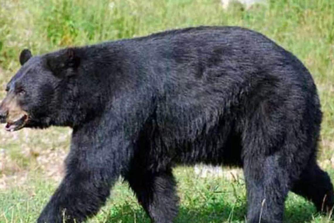 முந்திரி தோப்பில் கரடி தாக்கியதில் 2 தொழிலாளர்கள் பலி , இந்தியா ...