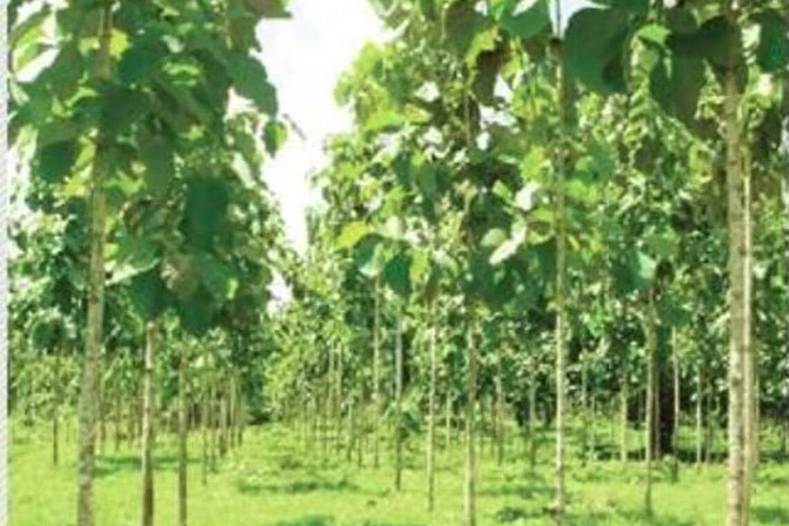 இந்தியாவில் 23 லட்சம் ஏக்கர் பரப்பளவிலான மரங்கள் அழிப்பு: அனைத்துலக ...